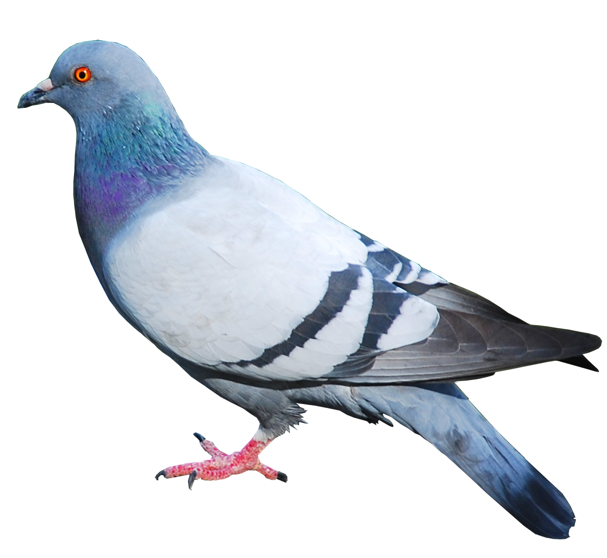 مجموعه تصاویر کبوتر png رایگان (Pigeon PNG) | ضیاءالصالحین